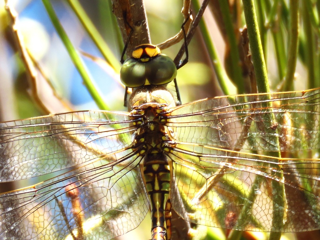 Australian Emperor from Boondi Rock WA 6429, Australia on March 06 ...
