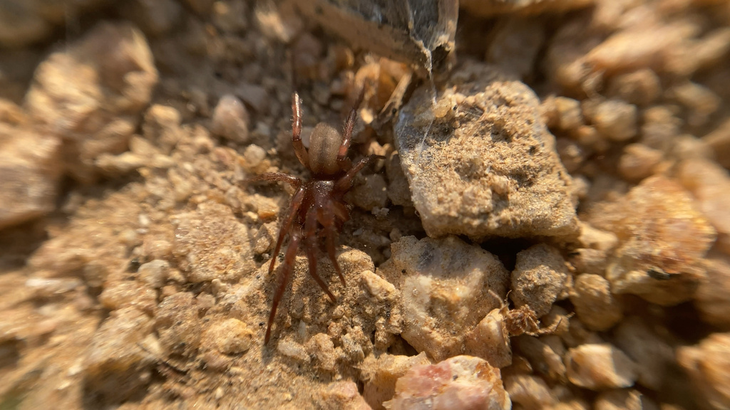 Tube-web Spiders from Ameenapur, Hyderabad, TG, IN on April 9, 2023 at ...
