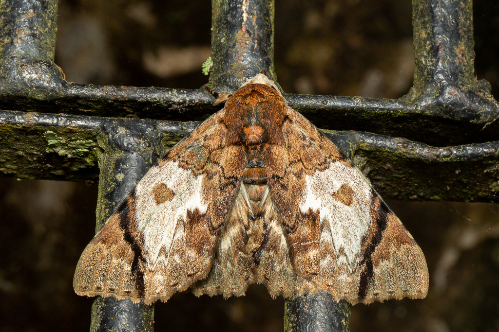 Trisula variegata from MCM Nature Discovery Villa (Stephen's Place ...