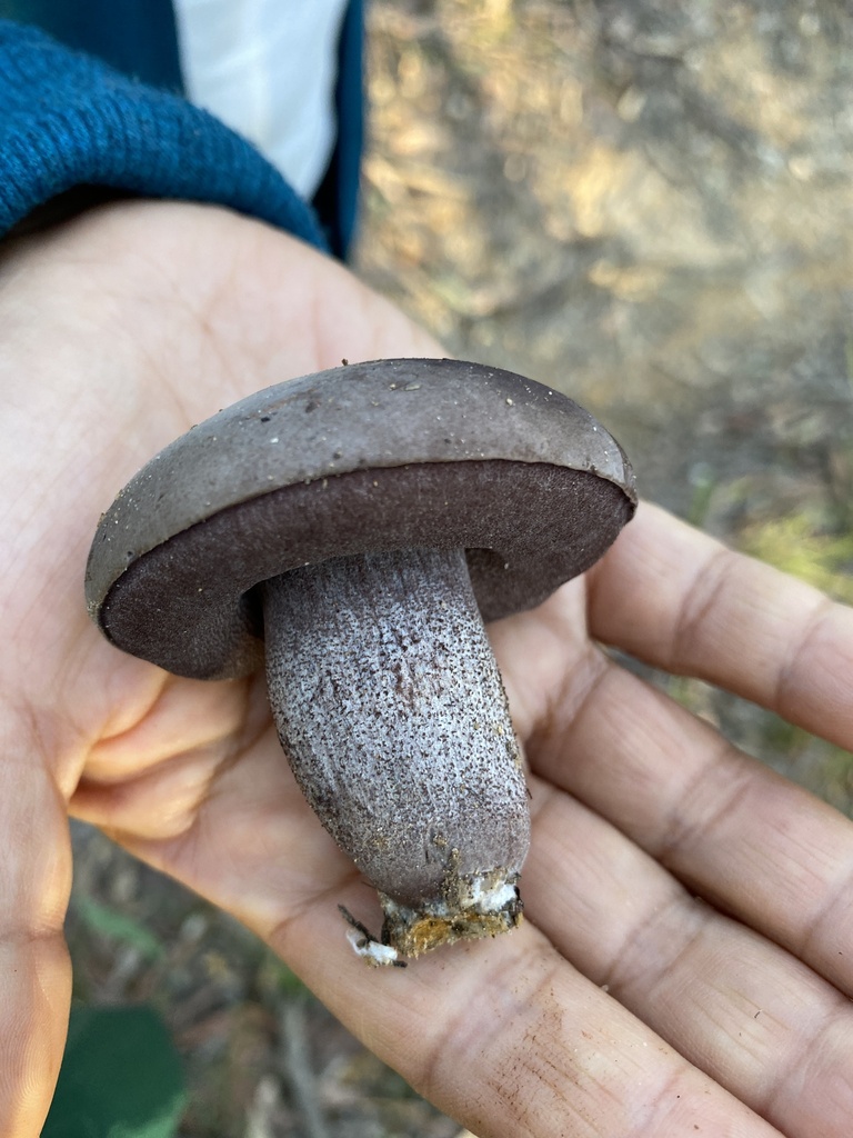 Sutorius australiensis from Flat Rock, Morton, NSW, AU on April 09 ...