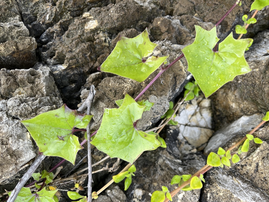 Cape-ivy from Cape Liptrap Coastal Park, South Gippsland - Central, AU ...