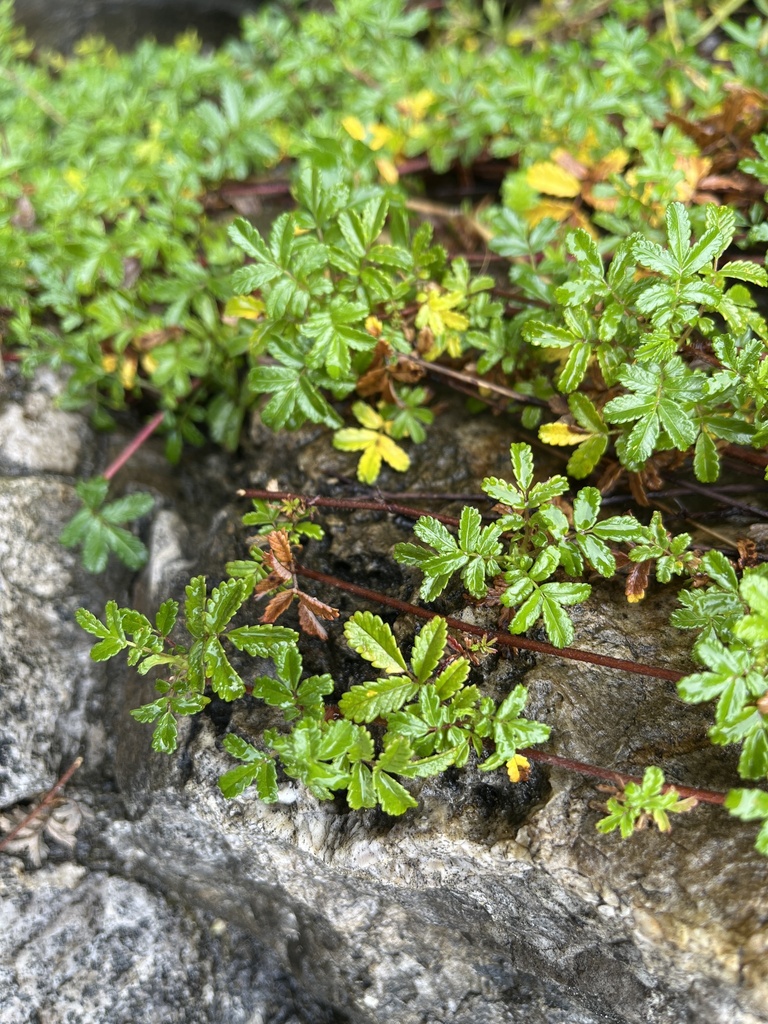Biddy-biddy from Cape Liptrap Coastal Park, South Gippsland - Central ...