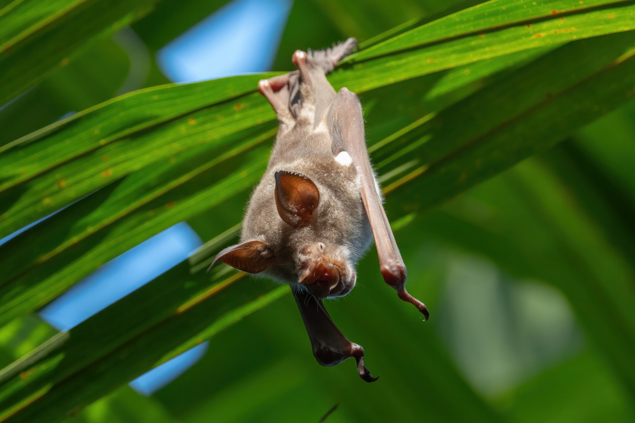 Macronycteris Gray, 1866