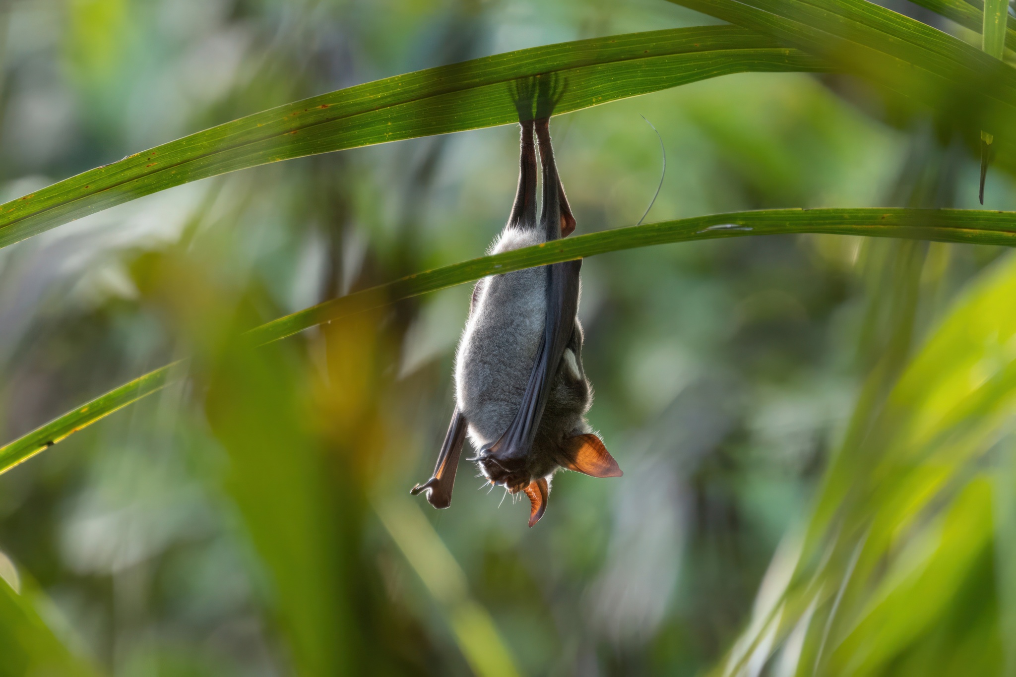 Macronycteris Gray, 1866