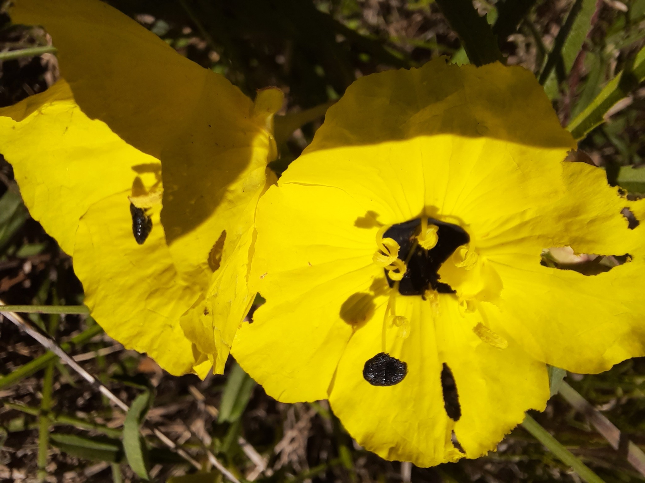 Oenothera berlandieri subsp. pinifolia (Engelm.) W.L.Wagner & Hoch