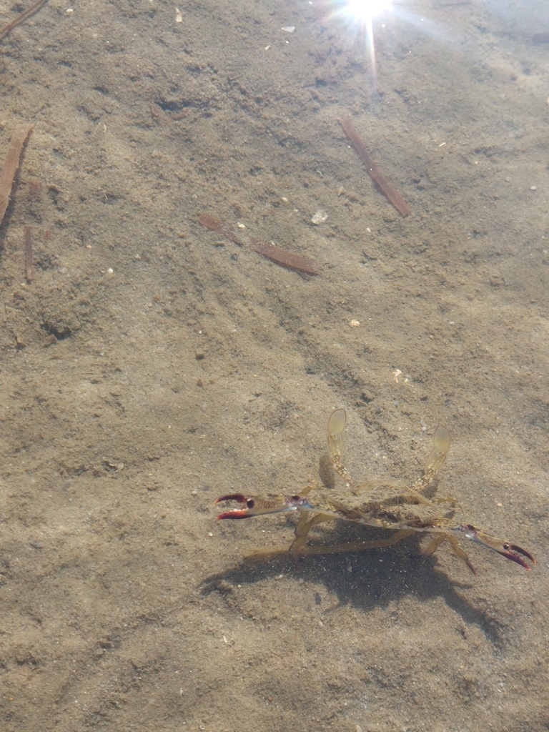 Swimming Crabs from Brisbane QLD, Australia on April 09, 2023 at 02:09 ...