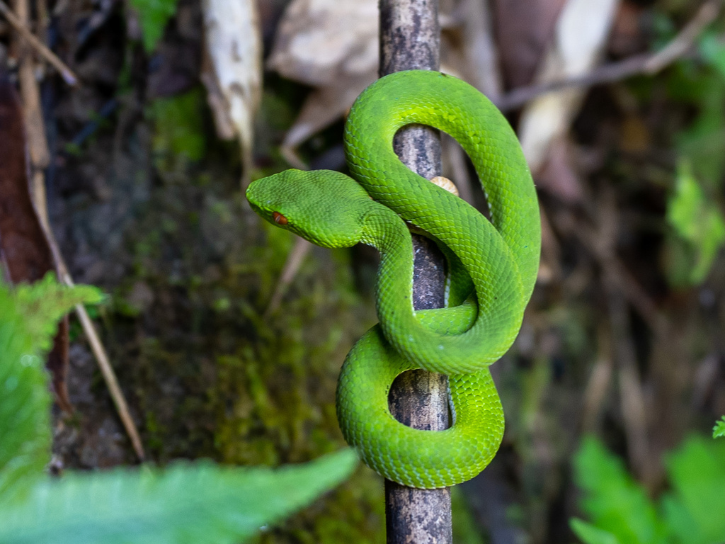 Pope’s Tree Viper from Klang, Chom Thong, Chiang Mai, TH on March 20 ...