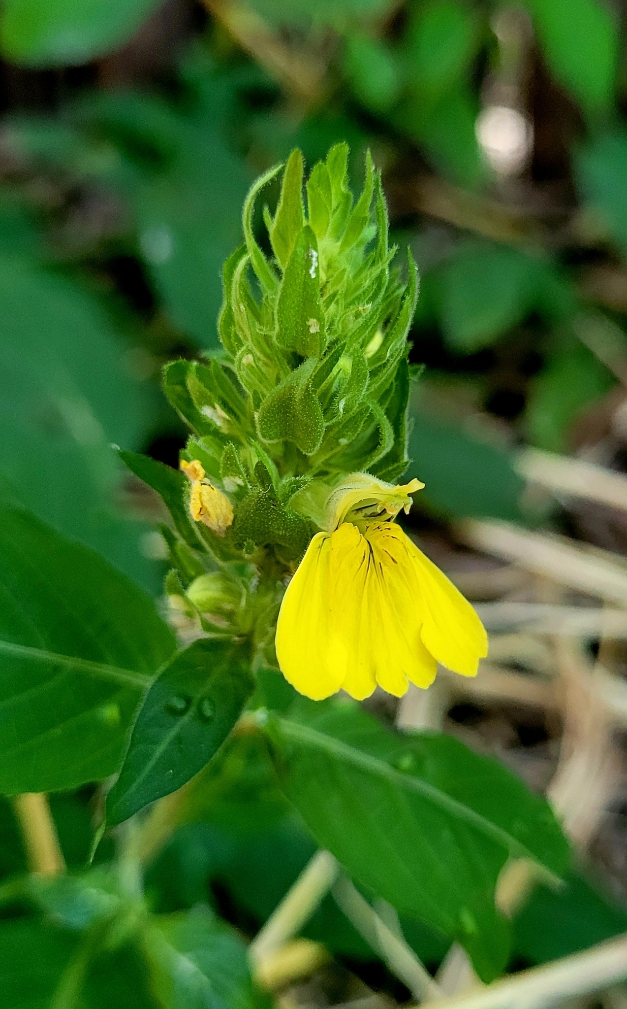 Justicia flava (Forssk.) Vahl