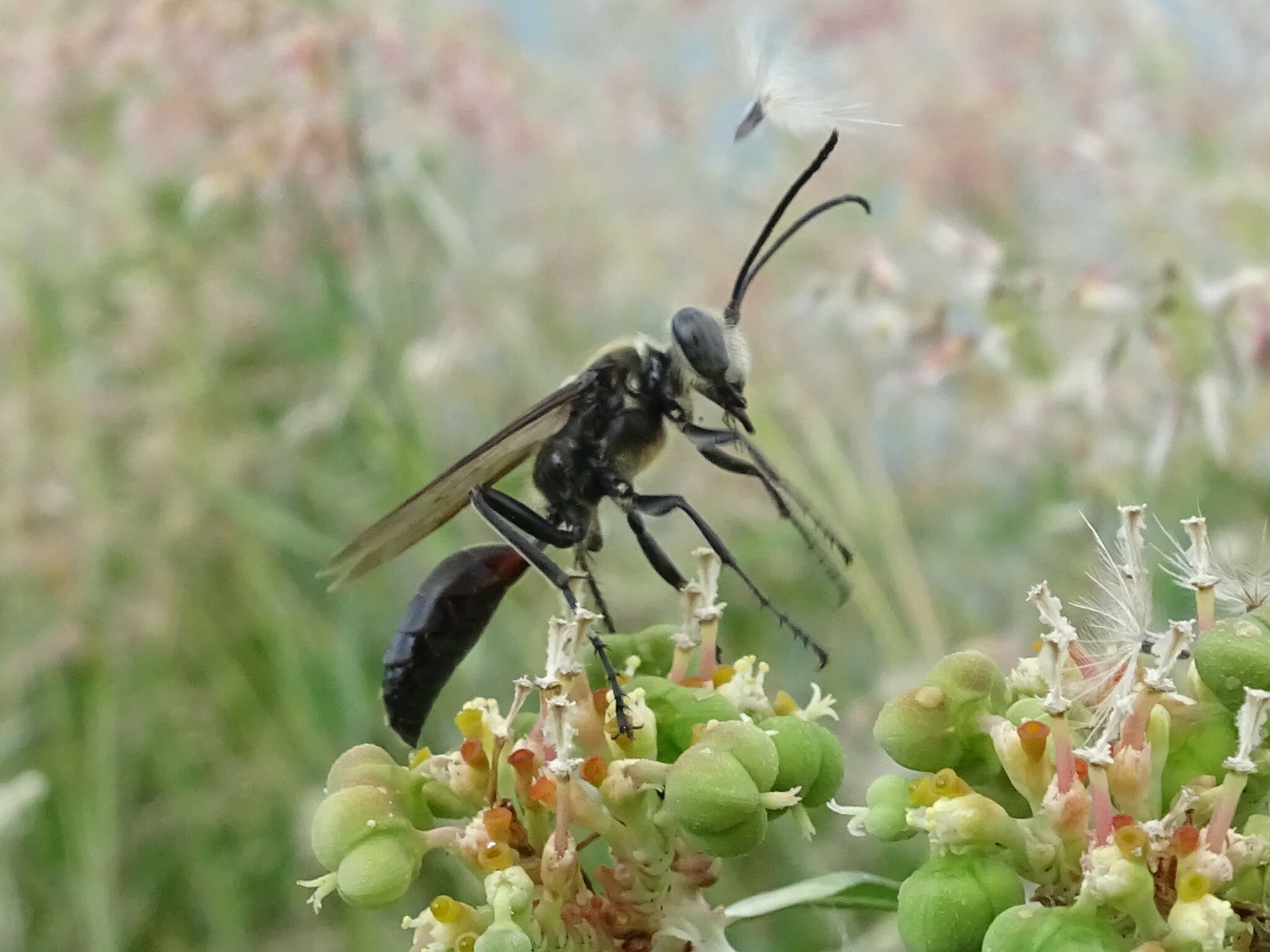 Sphex sericeus (Fabricius, 1804)