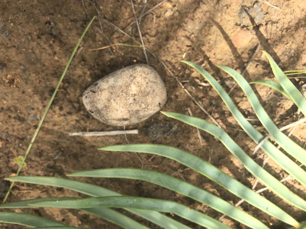 Zamia Palm (Macrozamia riedlei) - Botanical Realm