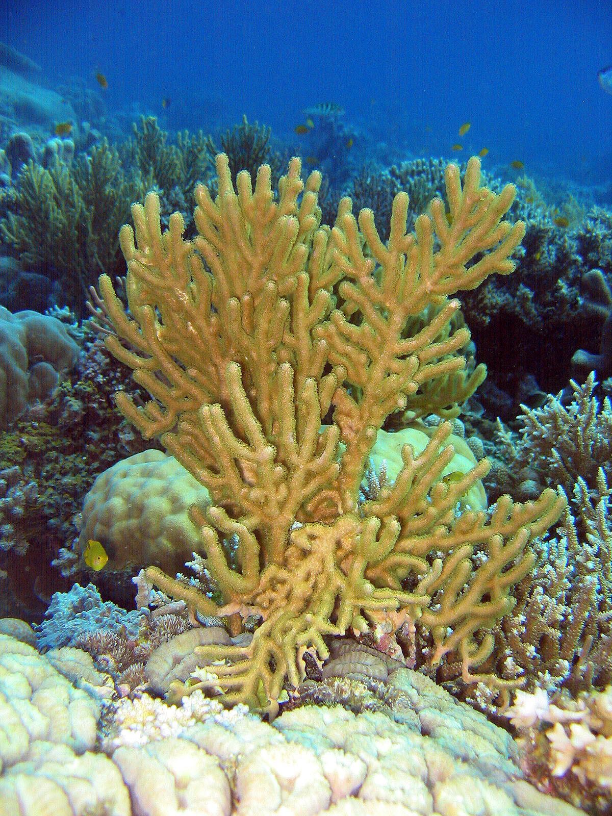 Isis hippuris Linnaeus, 1758