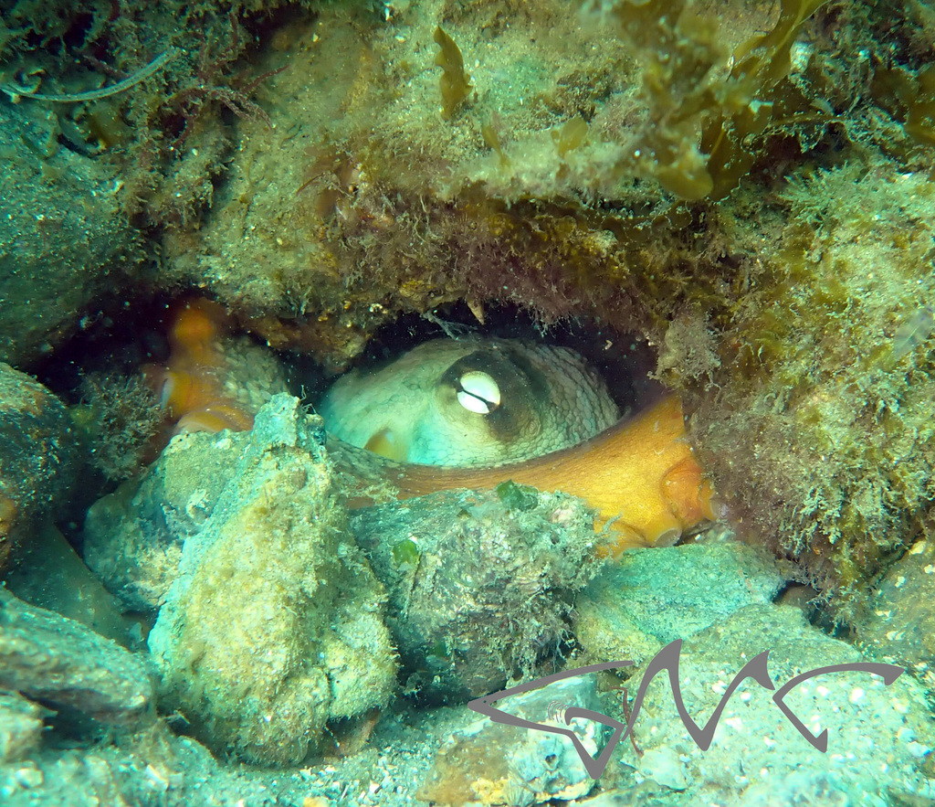 Common Sydney Octopus from Fly Point Dive on April 05, 2023 at 09:41 AM ...