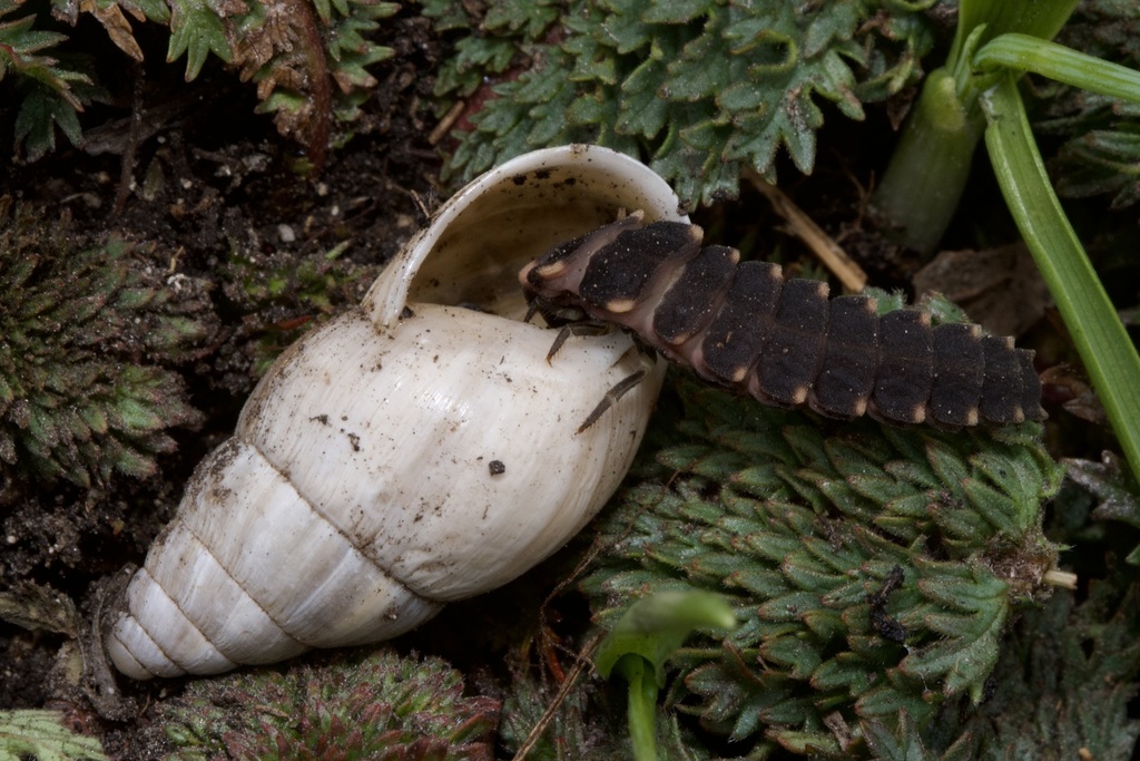 Zebra Snail from Budaörs, Nagyodvas és Kopárok, Hungary on April 2 ...