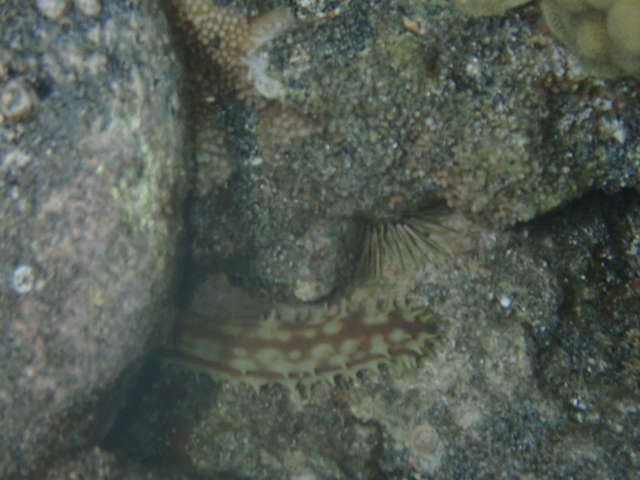 Holothuria hilla Lesson, 1830