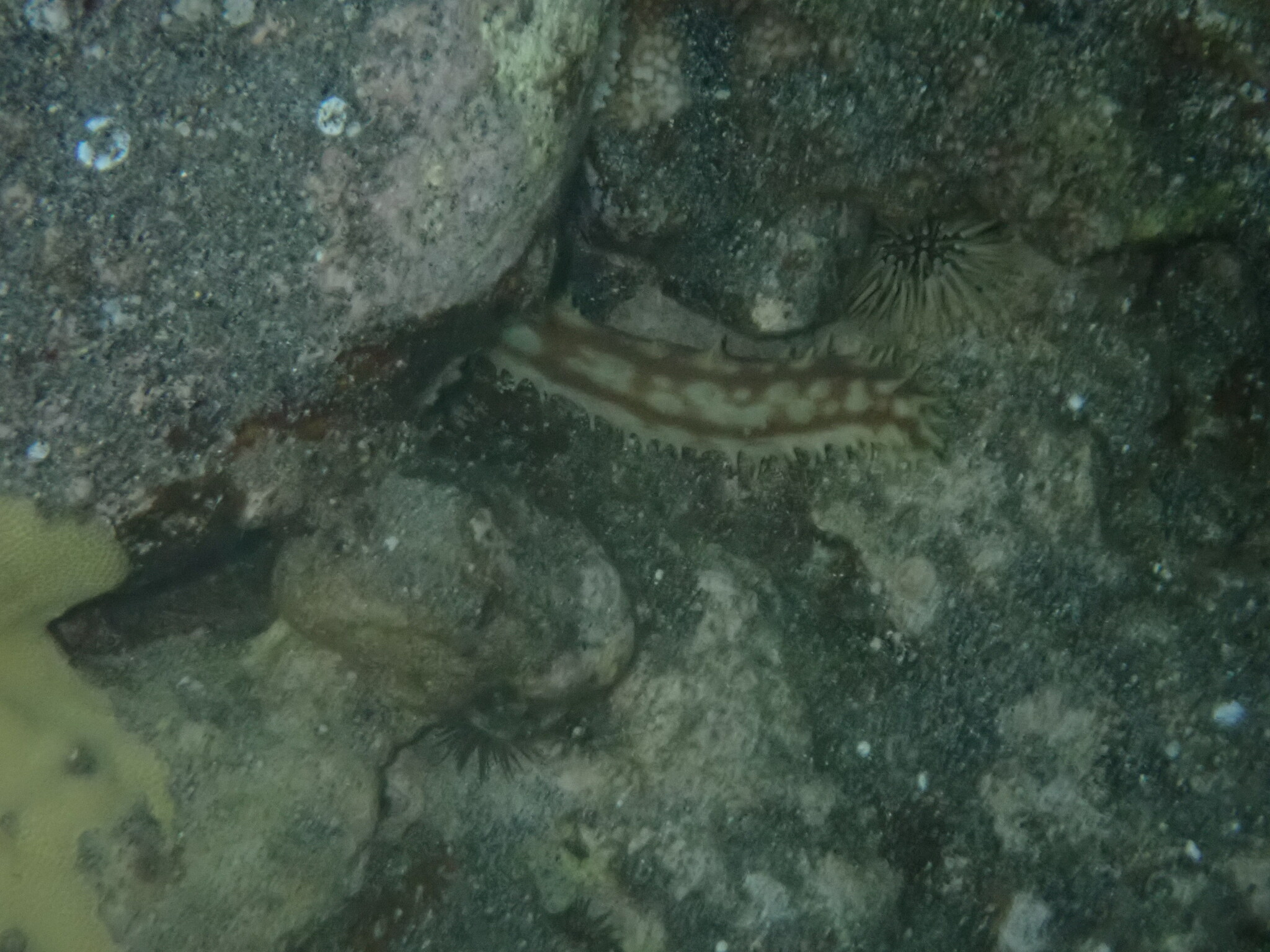 Holothuria hilla Lesson, 1830