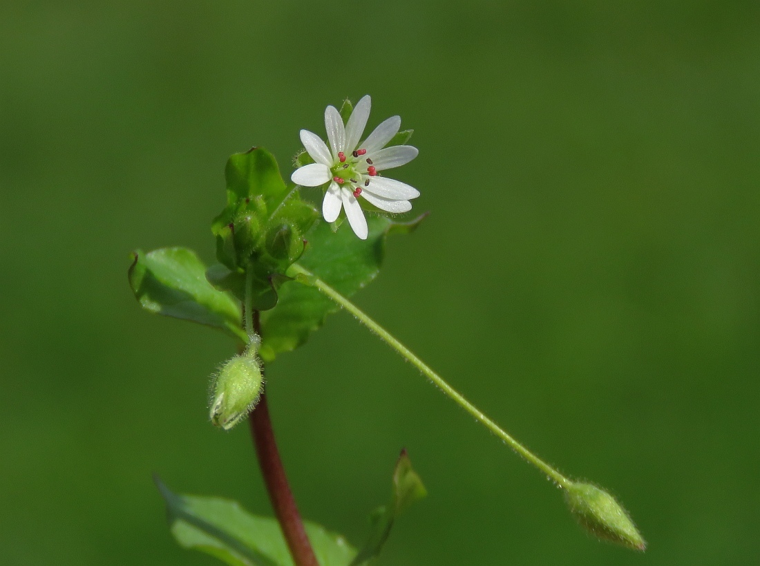 Stellaria neglecta (Lej.) Weihe