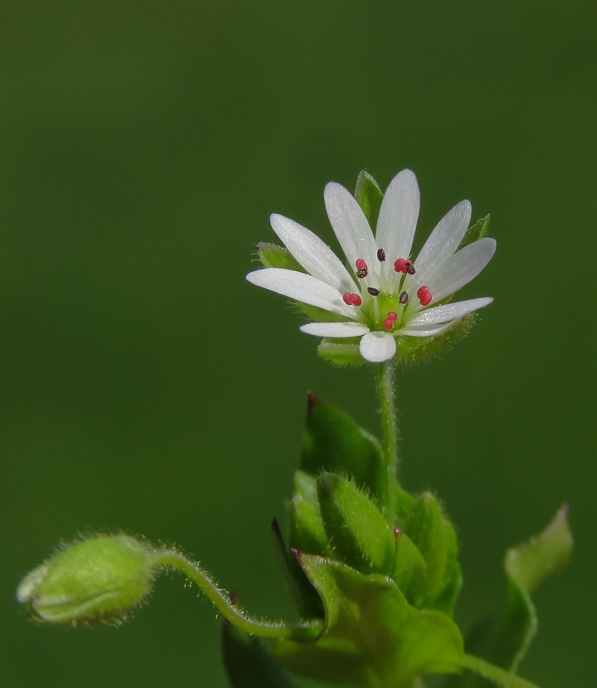 Stellaria neglecta (Lej.) Weihe