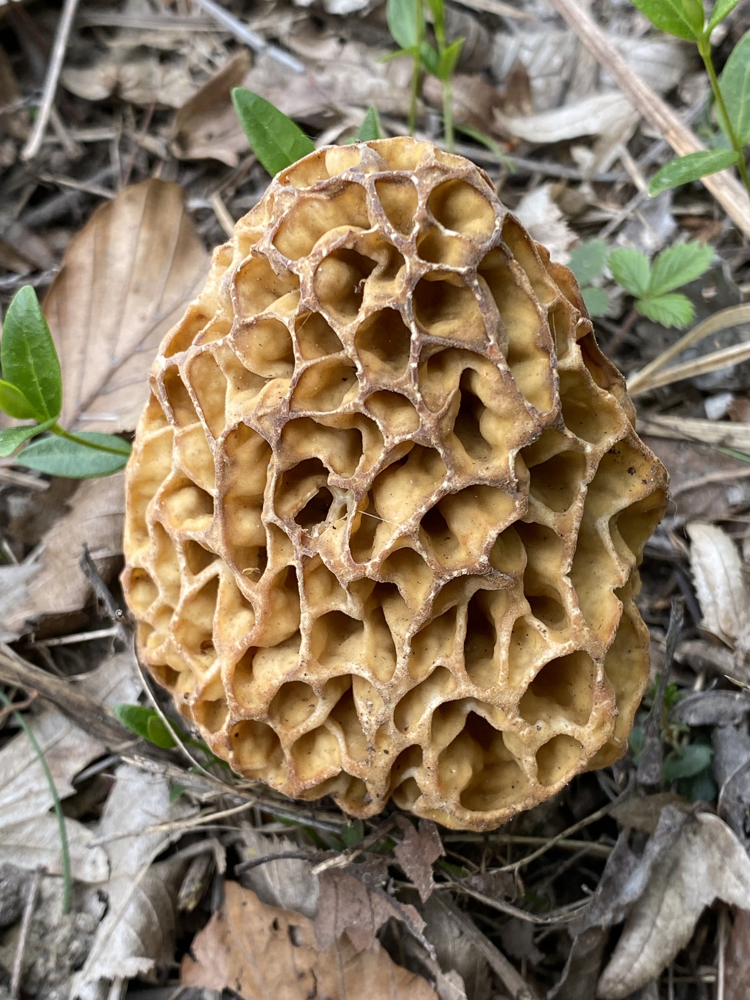 Morchella esculenta (L.) Pers.