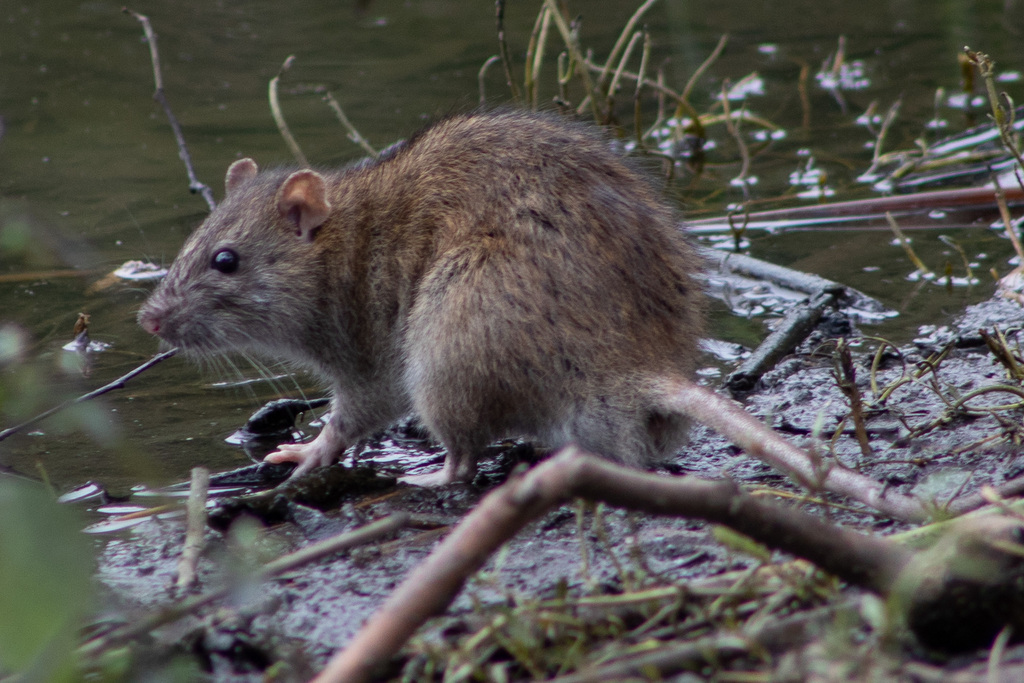 Brown Rat from Mount Barker SA 5251, Australia on April 9, 2023 at 01: ...