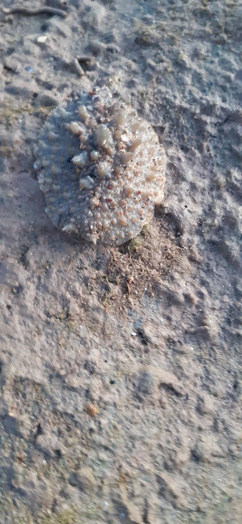 Peronia from Port Hedland WA, Australia on April 8, 2023 at 06:07 AM by ...