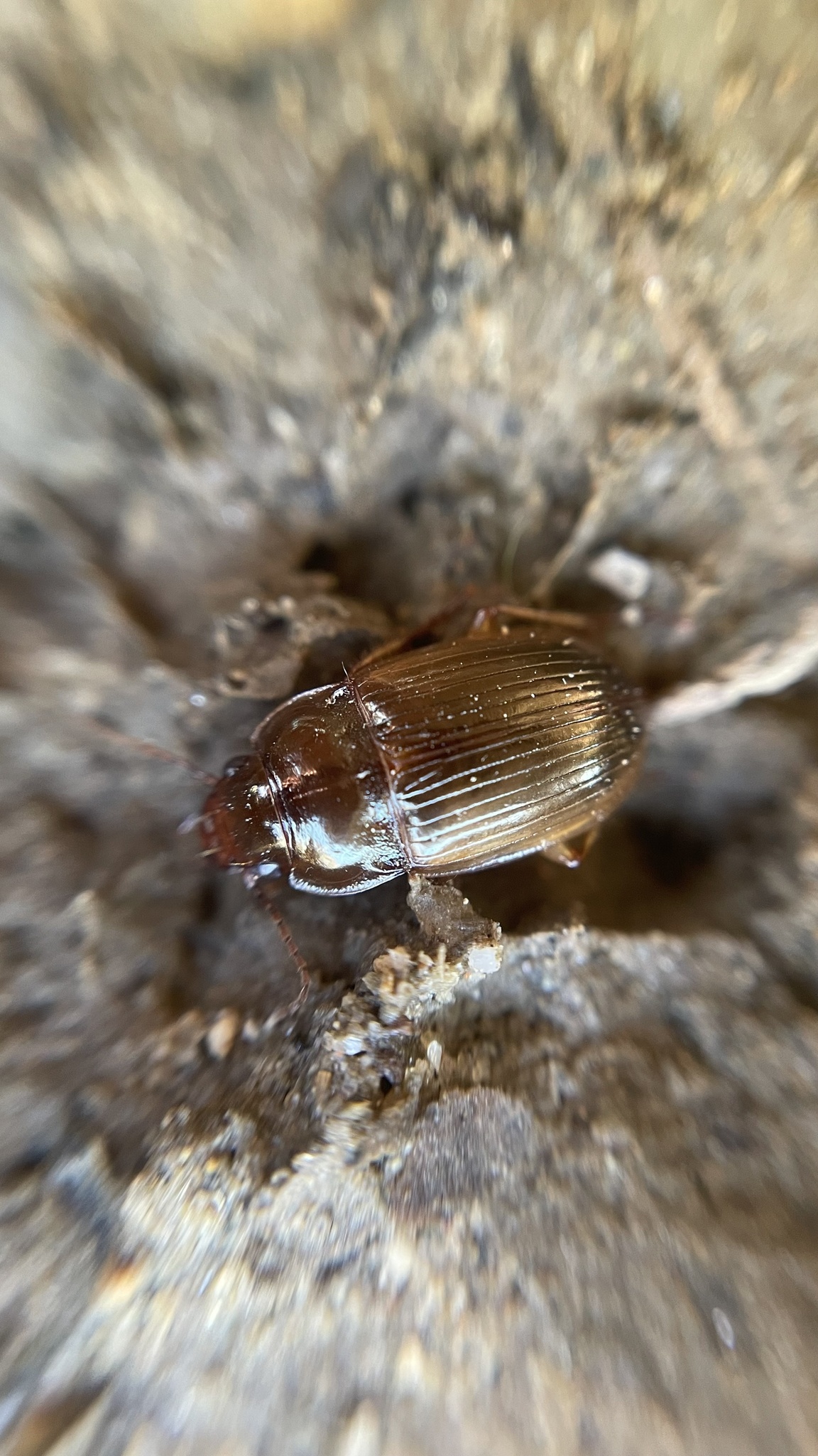 Amara ampliata (Bates, 1873)