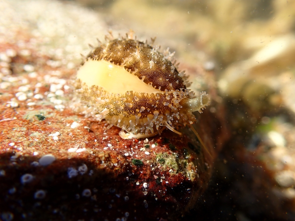 Gold Ring Cowry from New South Wales, Australia on April 9, 2023 at 03: ...