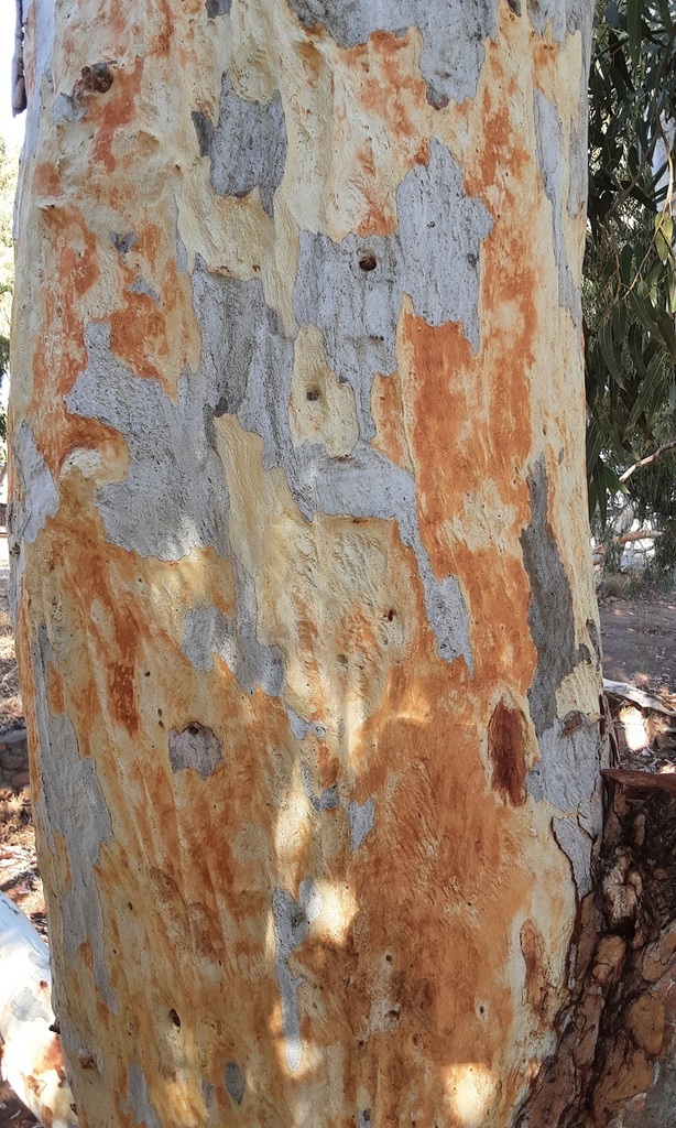 wandoo from Merredin WA 6415, Australia on March 07, 2023 at 10:08 AM ...