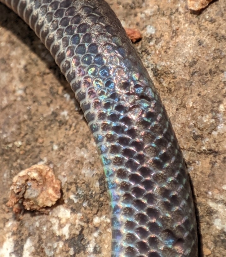 Xylophis Beddome, 1878