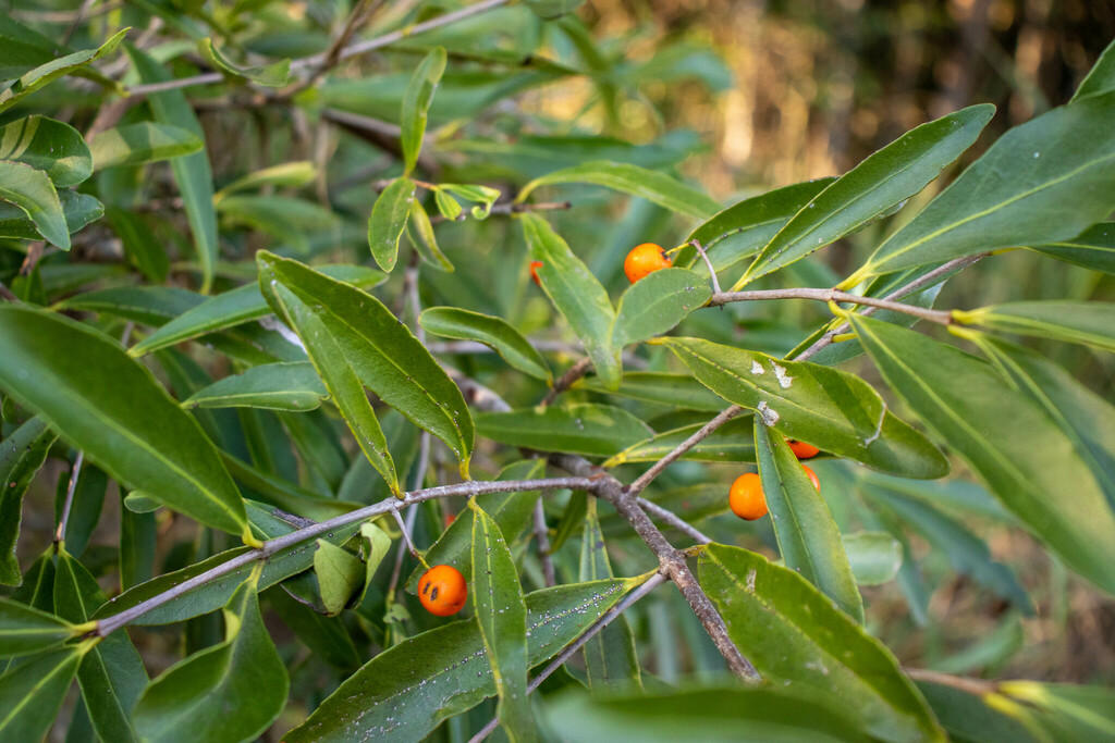 Red-fruited Olive Plum from Nanango, AU-QL, AU on April 9, 2023 at 04: ...