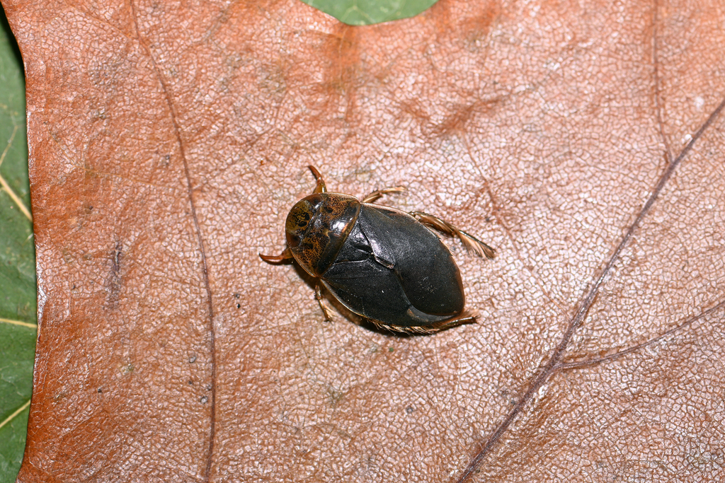 saucer bug from Karnburg on April 05, 2023 at 03:07 PM by brudermann ...