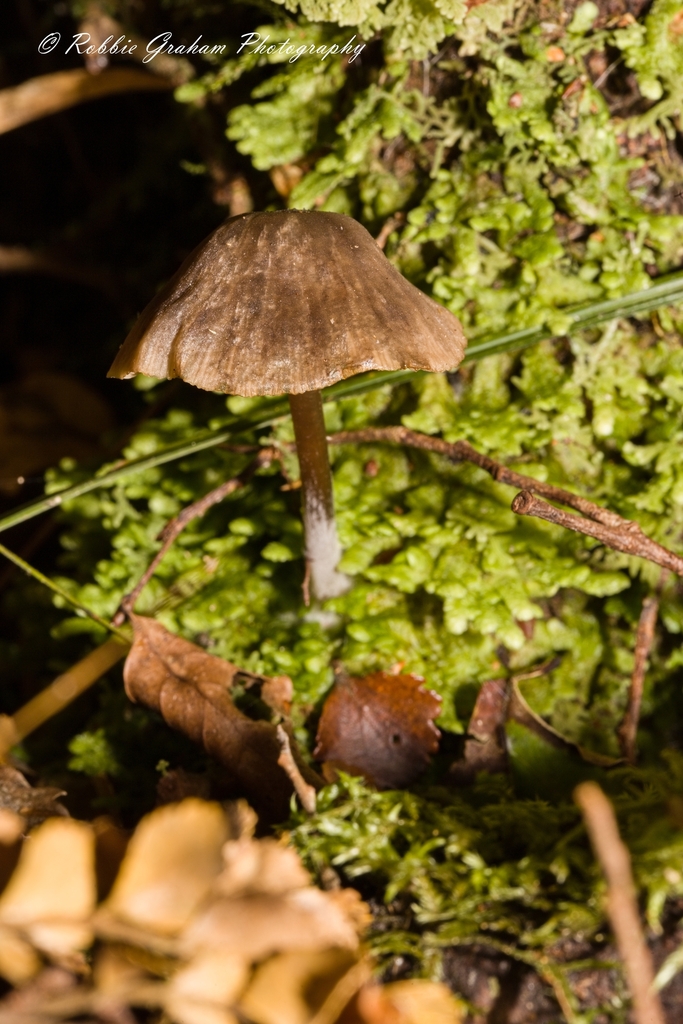Fungi Including Lichens from 202 Clements Mill Road, Waikato 3382, New ...