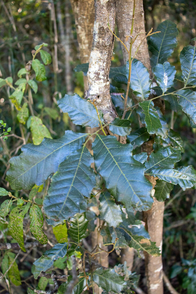 White Tamarind from Nanango, AU-QL, AU on April 9, 2023 at 04:45 PM by ...