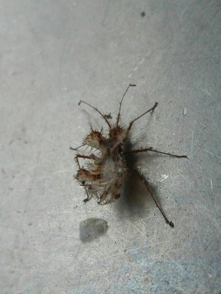 Golden egg bug from Grândola, PT-SE, PT on April 06, 2023 at 07:32 PM ...