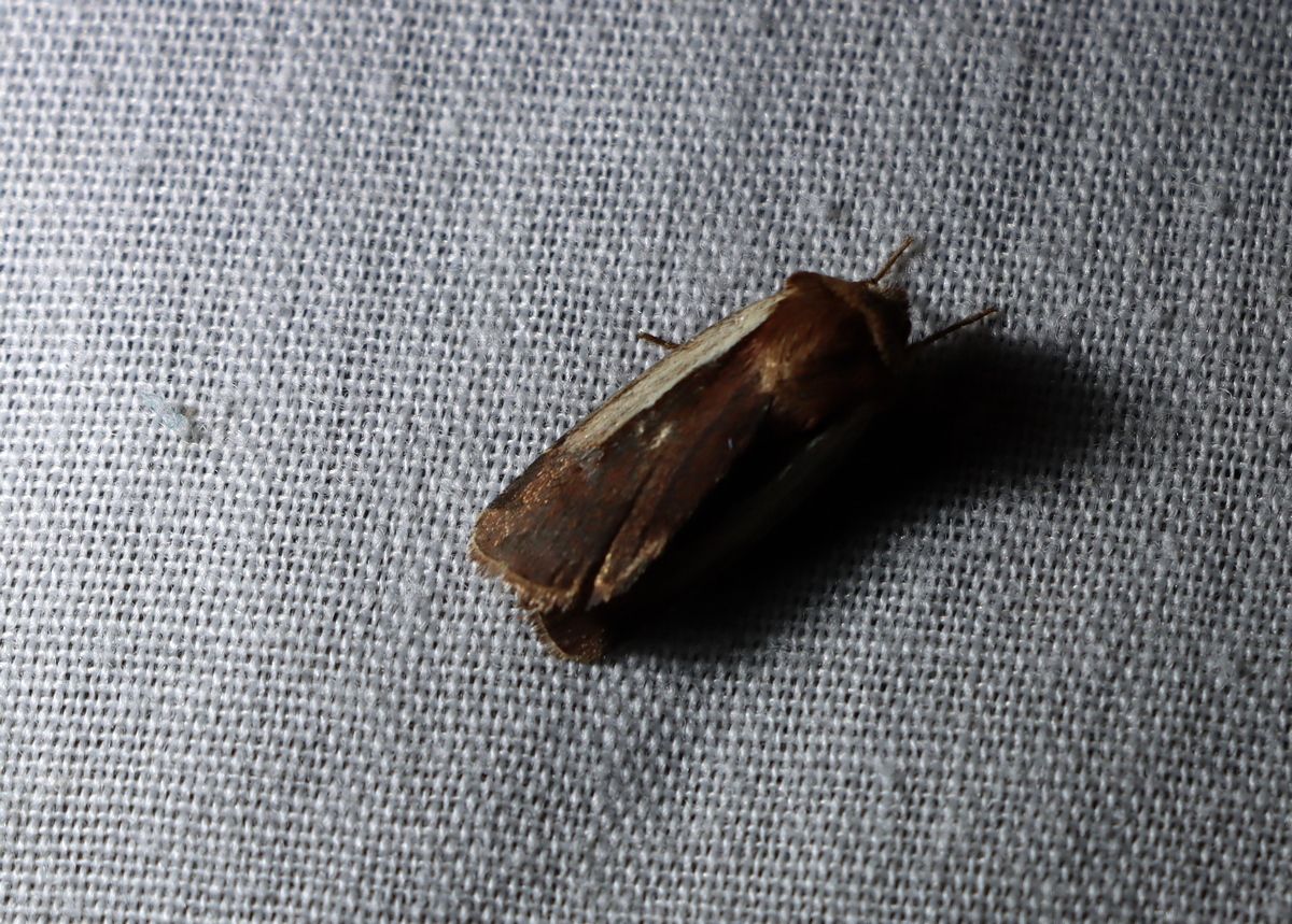 Ochropleura plecta Linnaeus, 1761