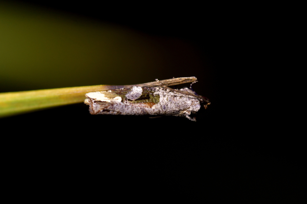 Sharp-Tipped Bell Moth from Gladstone, New Zealand on April 08, 2023 at ...