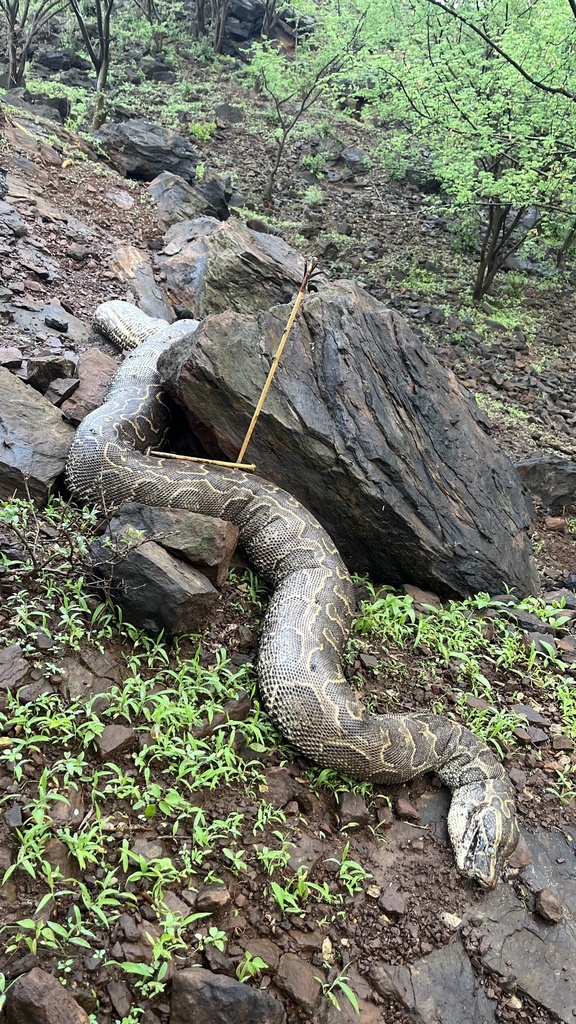 African Rock Python in April 2023 by Daniel Liepack. Was killed by ...