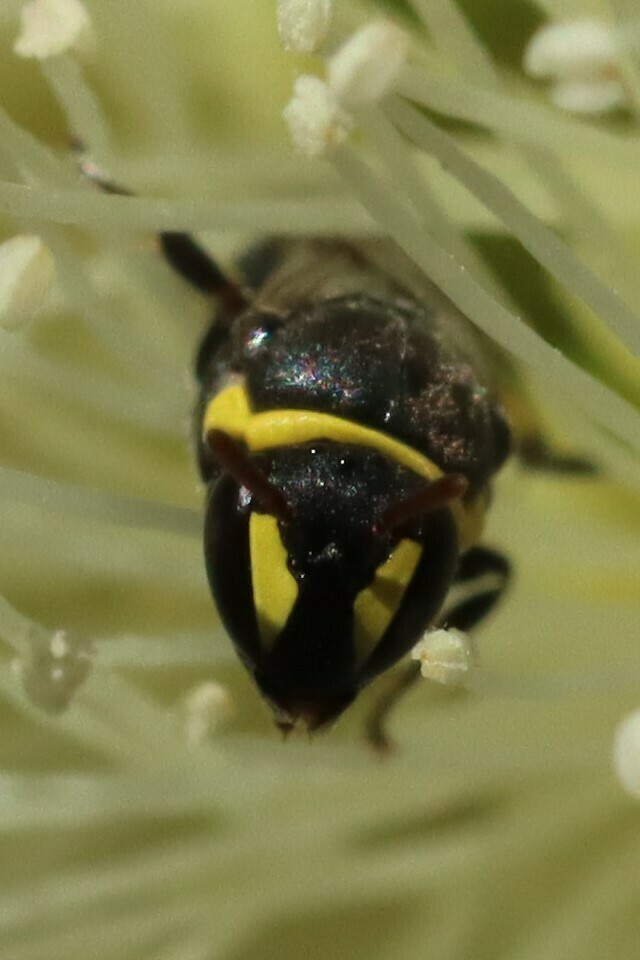 Masked Bees from Warrimoo NSW 2774, Australia on March 30, 2023 at 10: ...