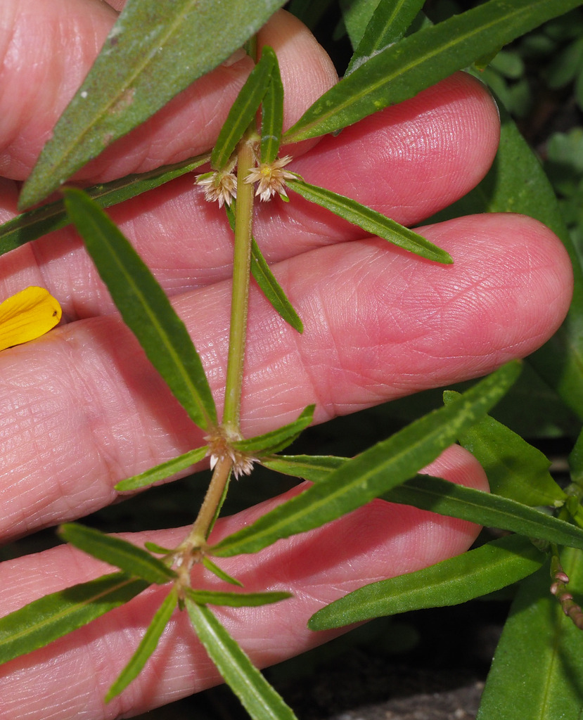 Lesser Joyweed from Nichols Point VIC 3501, Australia on April 8, 2023 ...