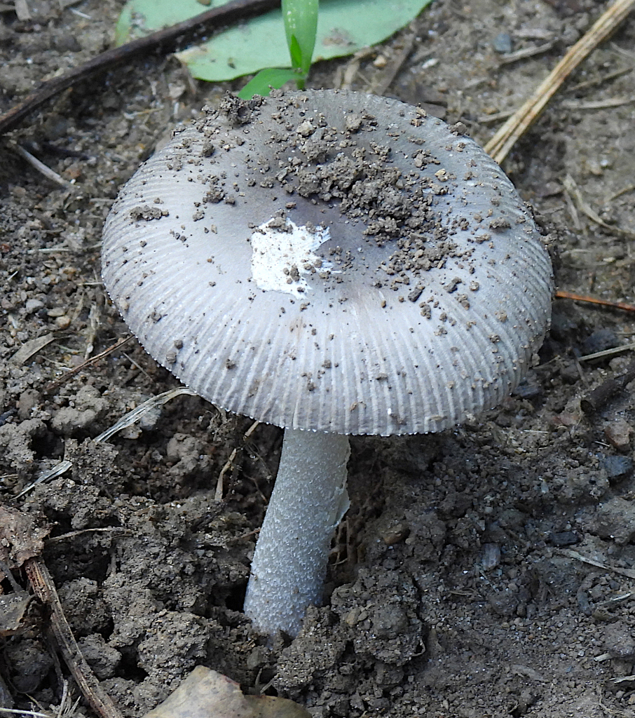 Spotted Stem Ringless Amanita from Brian Battersby Reserve, Brisbane ...