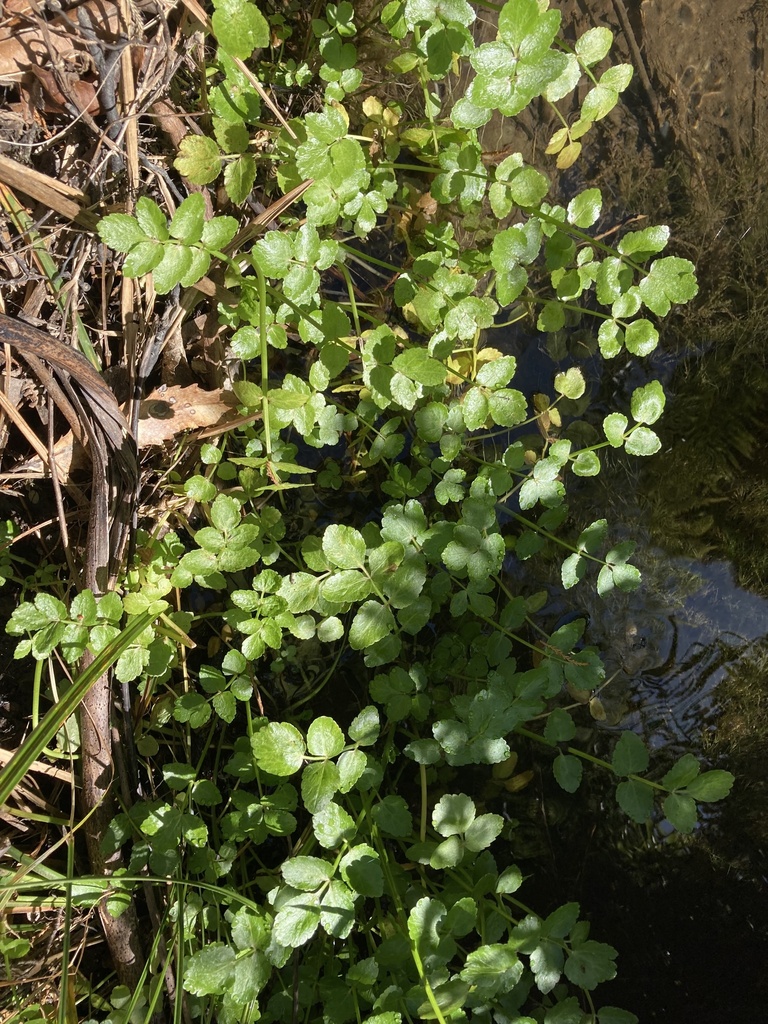 fool's watercress from East Harbour Regional Park, Lower Hutt ...