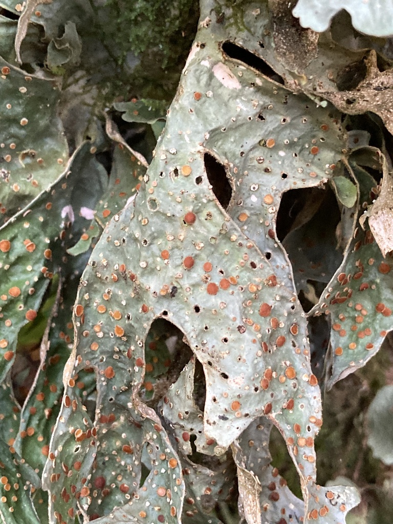 common lichens from East Harbour Regional Park, Lower Hutt, Wellington ...