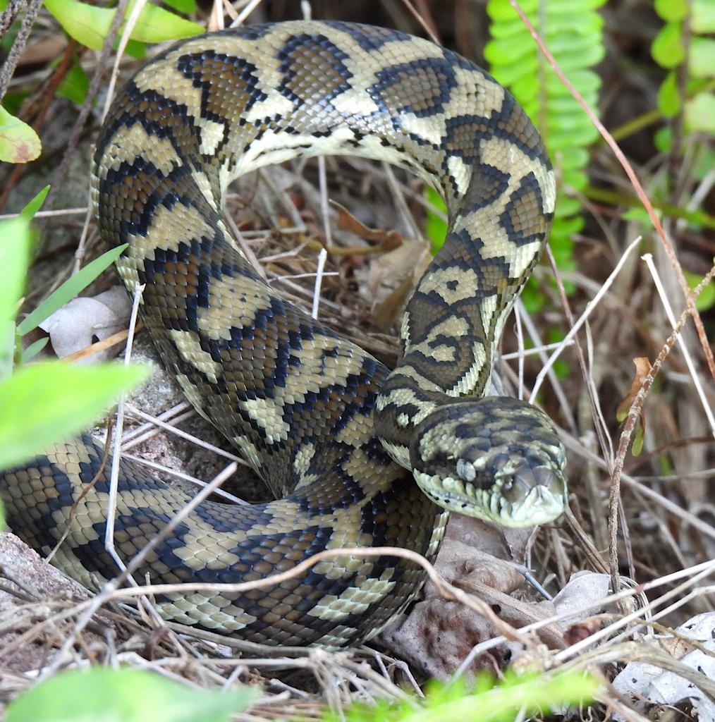 Carpet Python from Cedar Creek QLD 4520, Australia on April 02, 2023 at ...