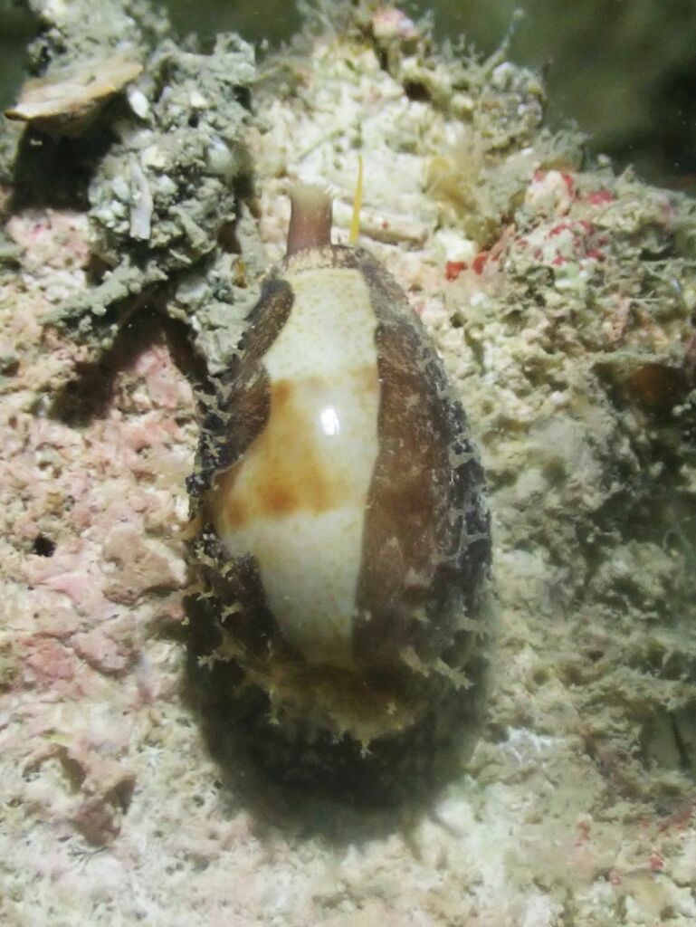 Walker's cowrie from West, SG on April 08, 2023 at 06:50 PM by Tsu Soo ...