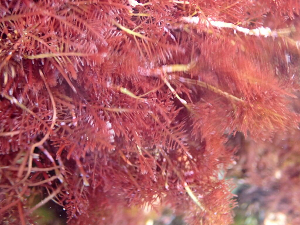 red algae from Norfolk Island on April 7, 2023 at 06:01 PM by Leon ...
