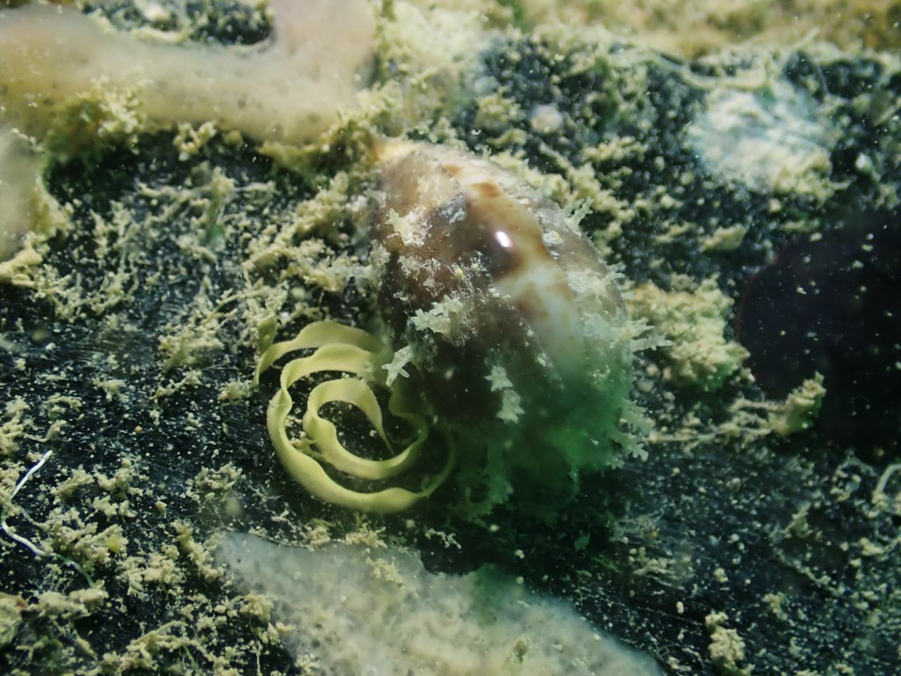 Contradusta walkeri (J.E.Gray, 1832)