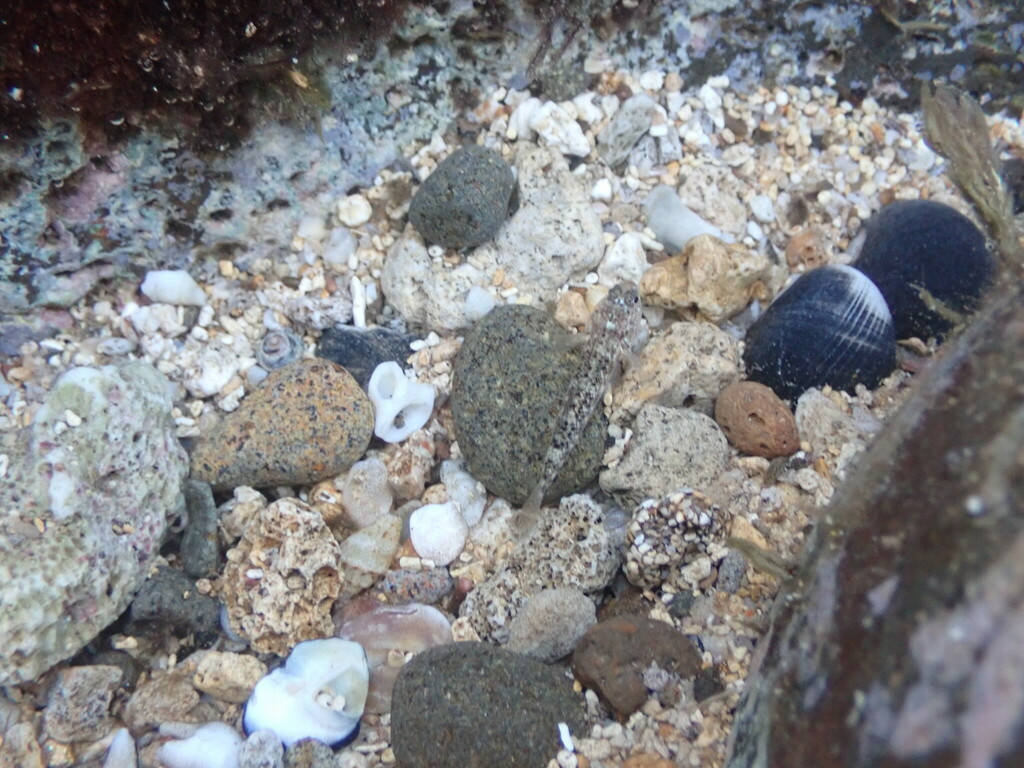 Bathygobius from Norfolk Island on April 7, 2023 at 06:30 PM by Leon ...