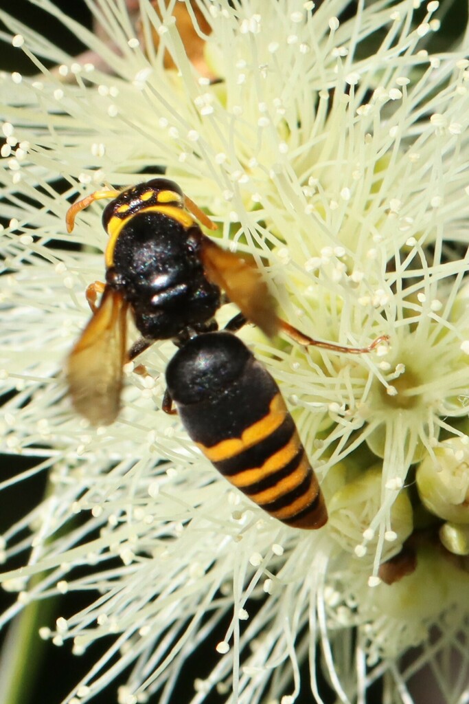 Potter and Mason Wasps from Warrimoo NSW 2774, Australia on March 30 ...