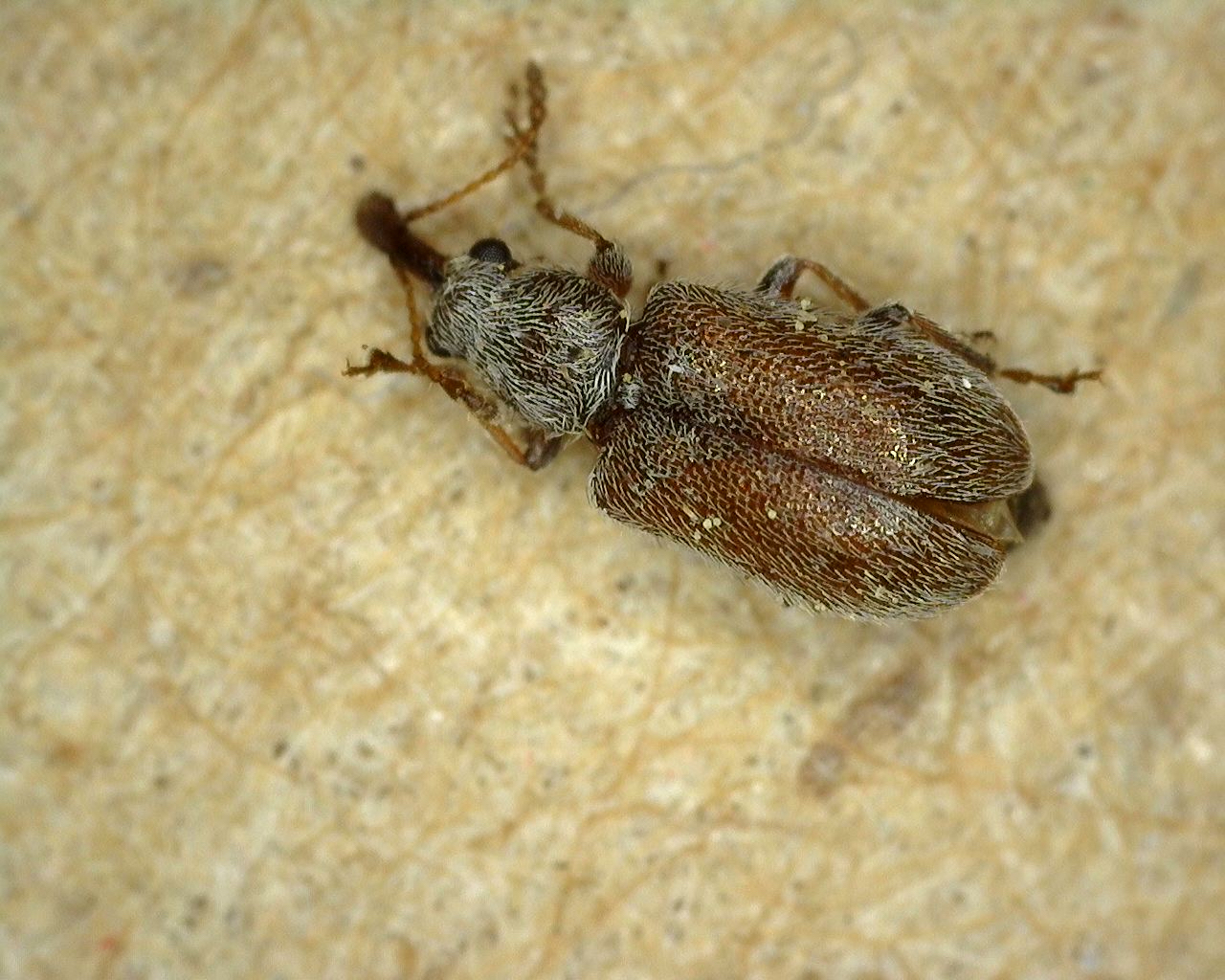 Nemonychidae
