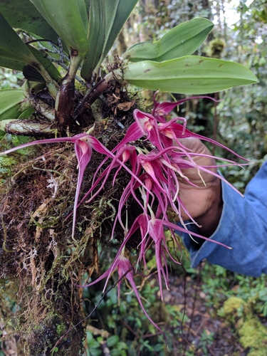 Bulbophyllum reevei · NaturaLista Colombia