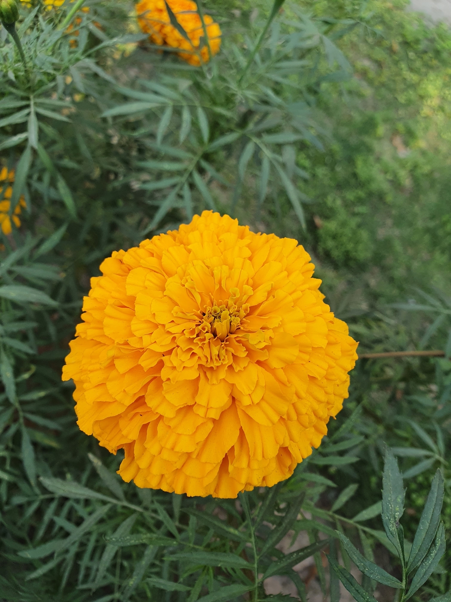Tagetes erecta L.